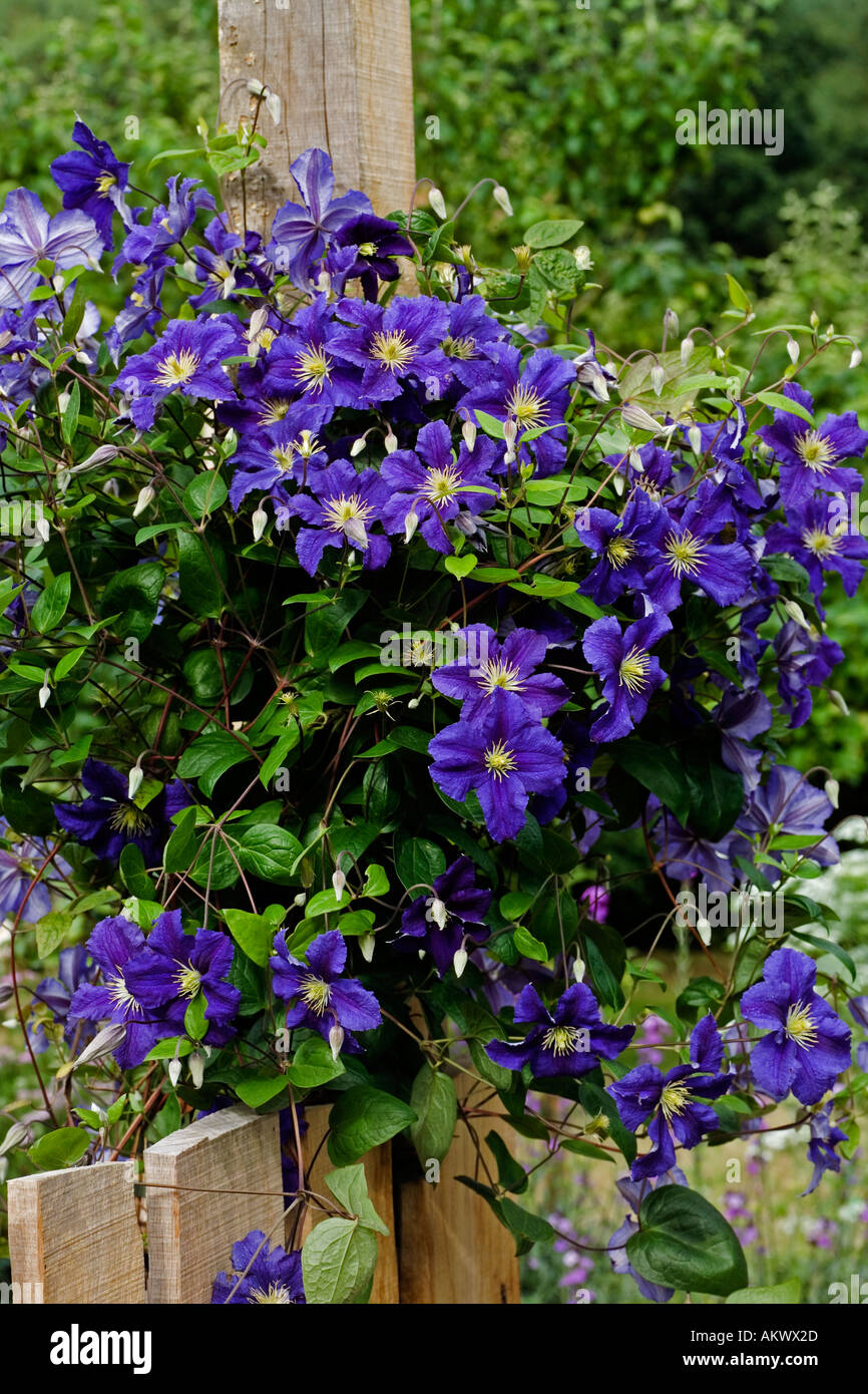Clematis wisley flower hi-res stock photography and images - Alamy