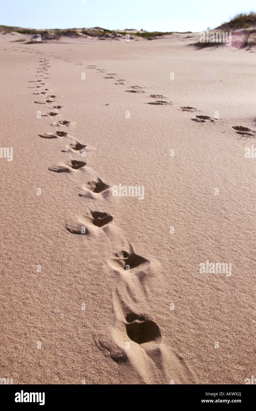 Emu footprint hi-res stock photography and images - Alamy