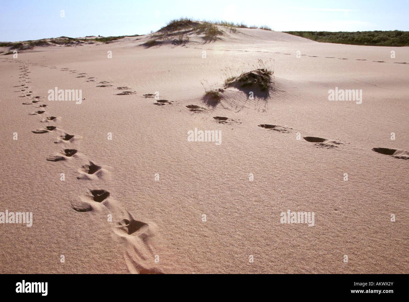 Australia, Pender Bay. Emu tracks Stock Photo - Alamy