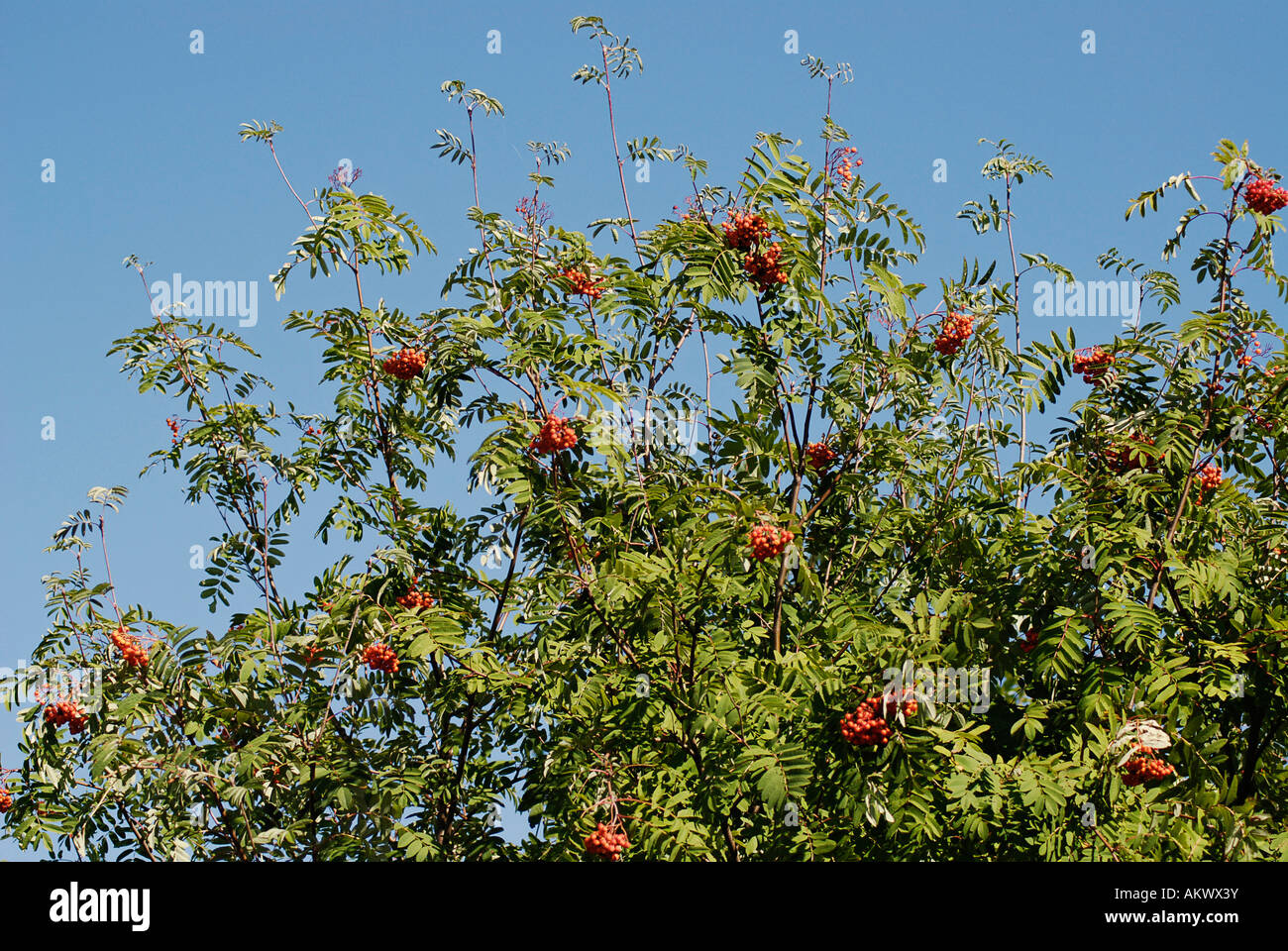 Ashberry Stock Photos & Ashberry Stock Images - Alamy