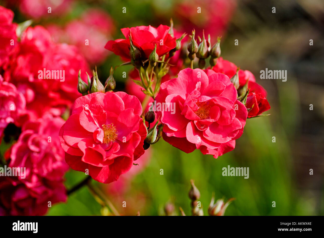 Will scarlet hi-res stock photography and images - Alamy