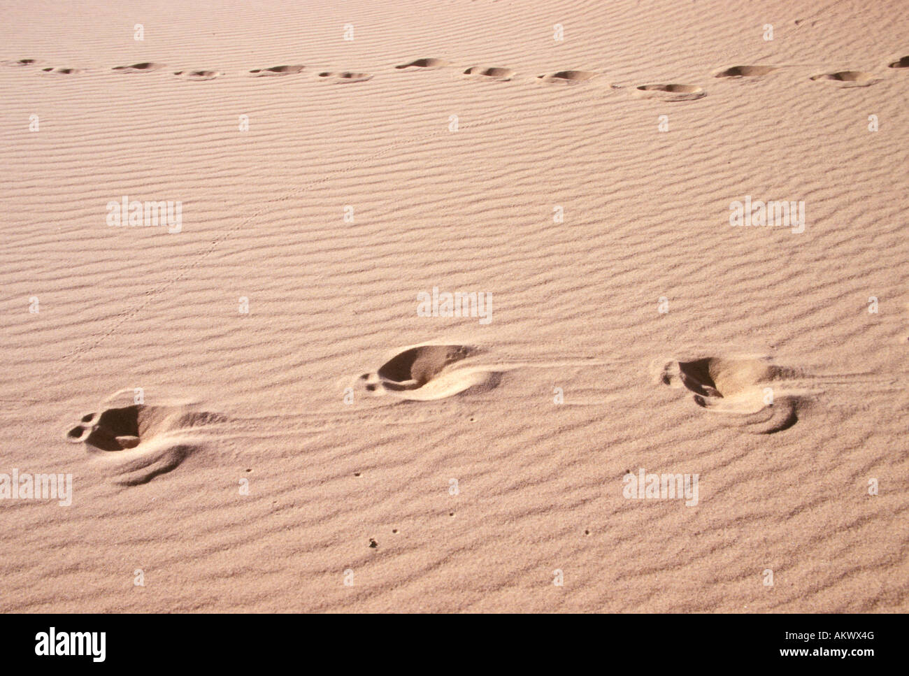 Emu footprint hi-res stock photography and images - Alamy