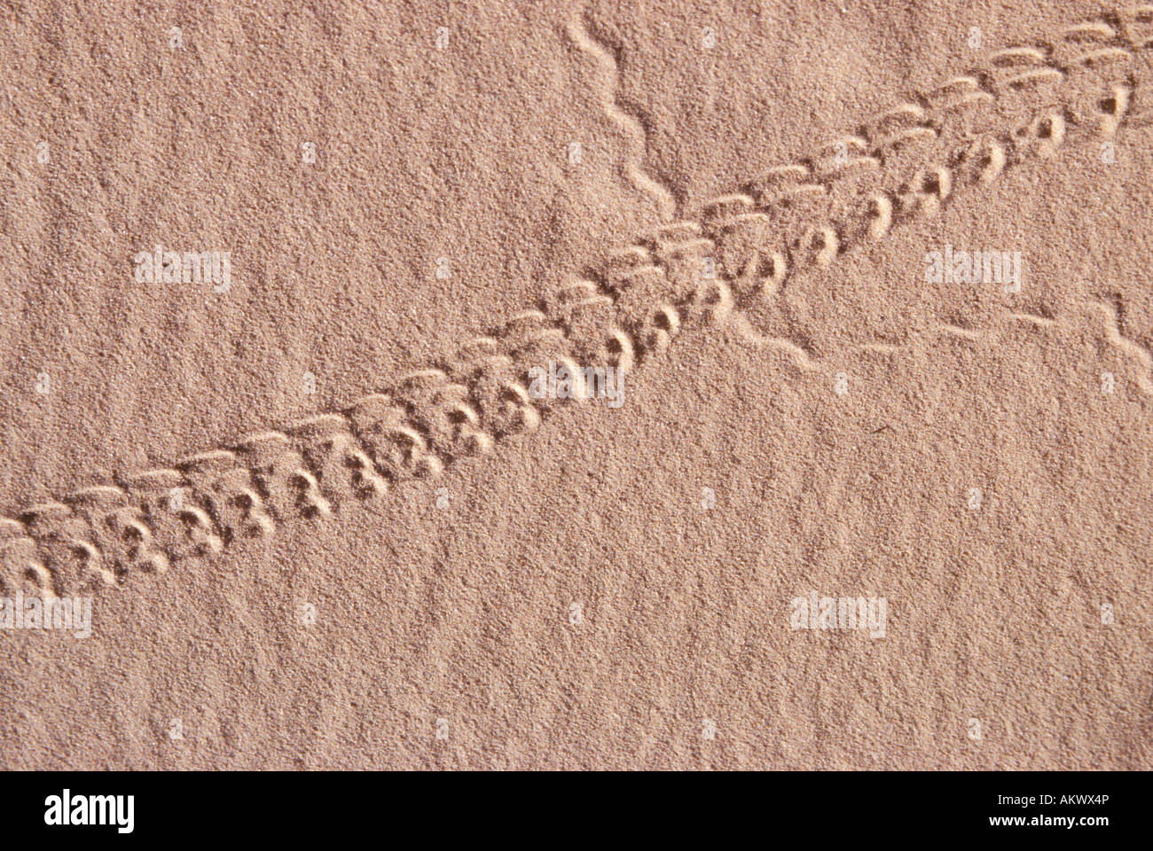 Emu footprint hi-res stock photography and images - Alamy