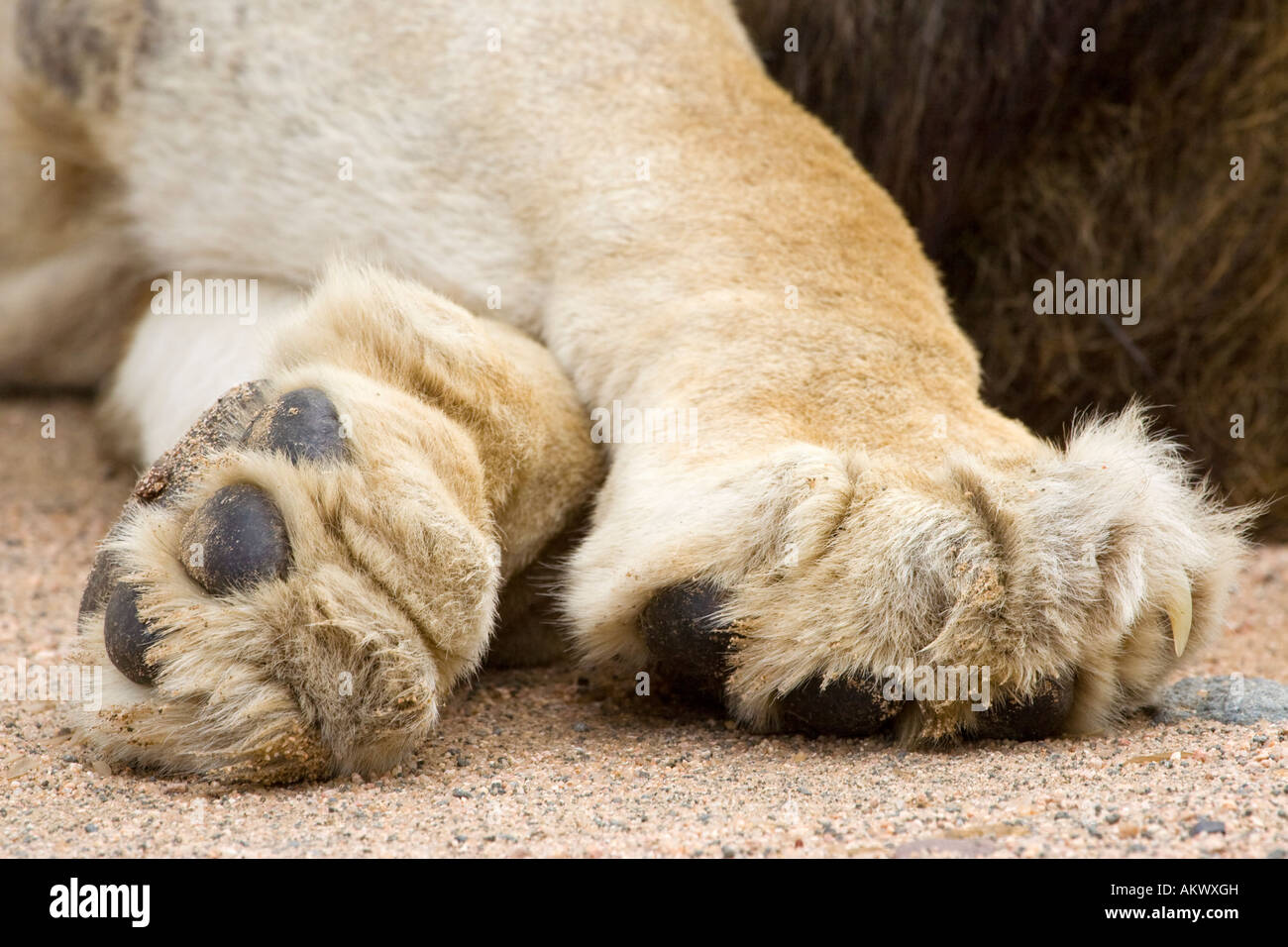 Lions paws hi-res stock photography and images - Alamy