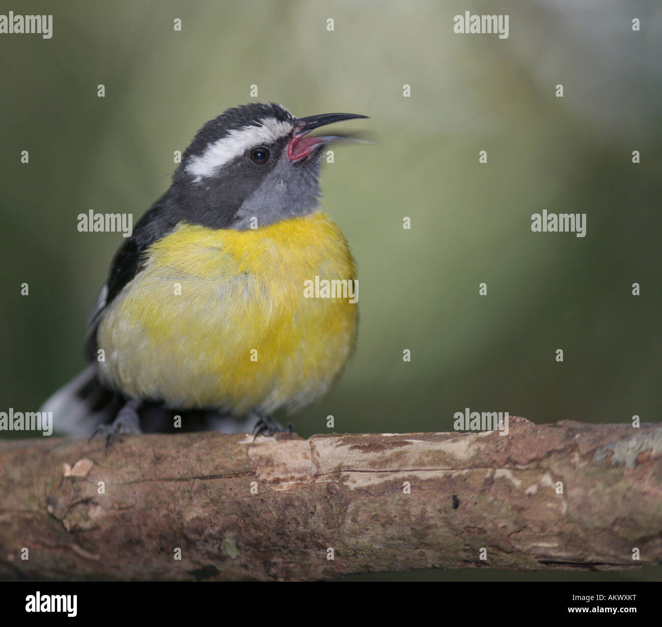 Bananaquit st john hi-res stock photography and images - Alamy