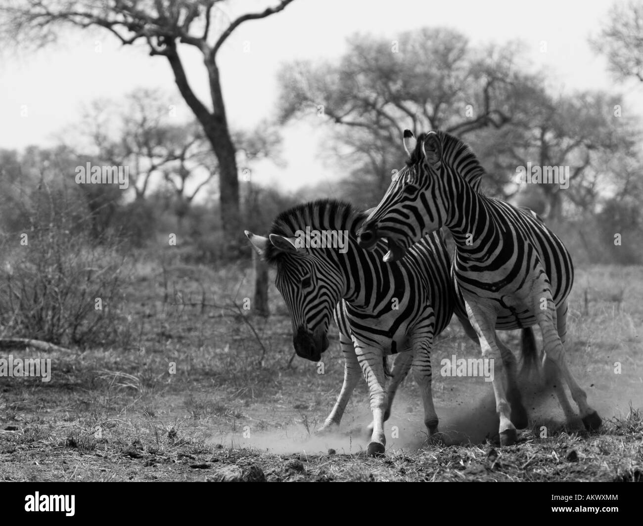 Zebra stallions fight Stock Photo - Alamy