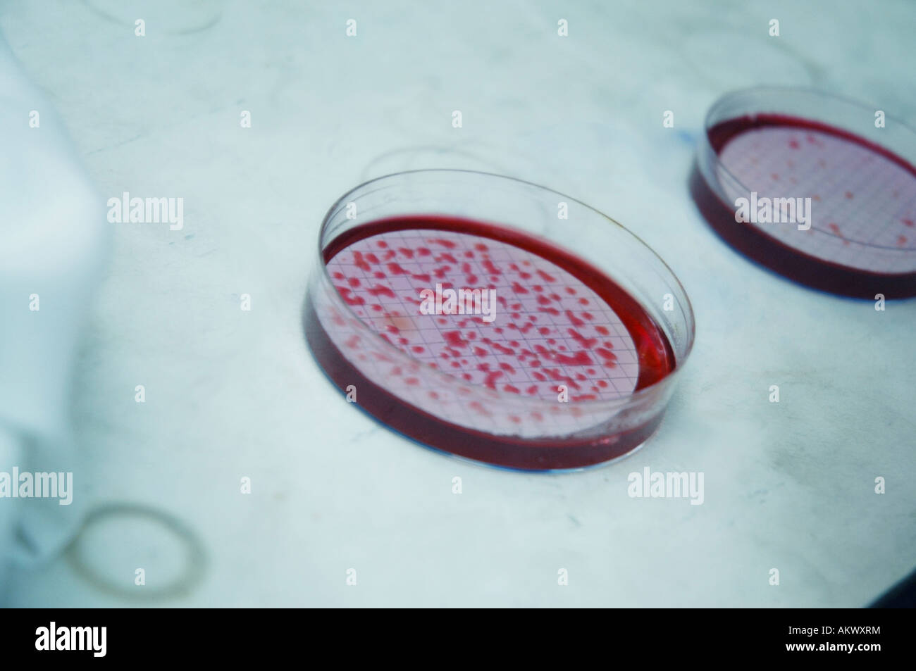 Scientist tests plants microscope hi-res stock photography and images ...