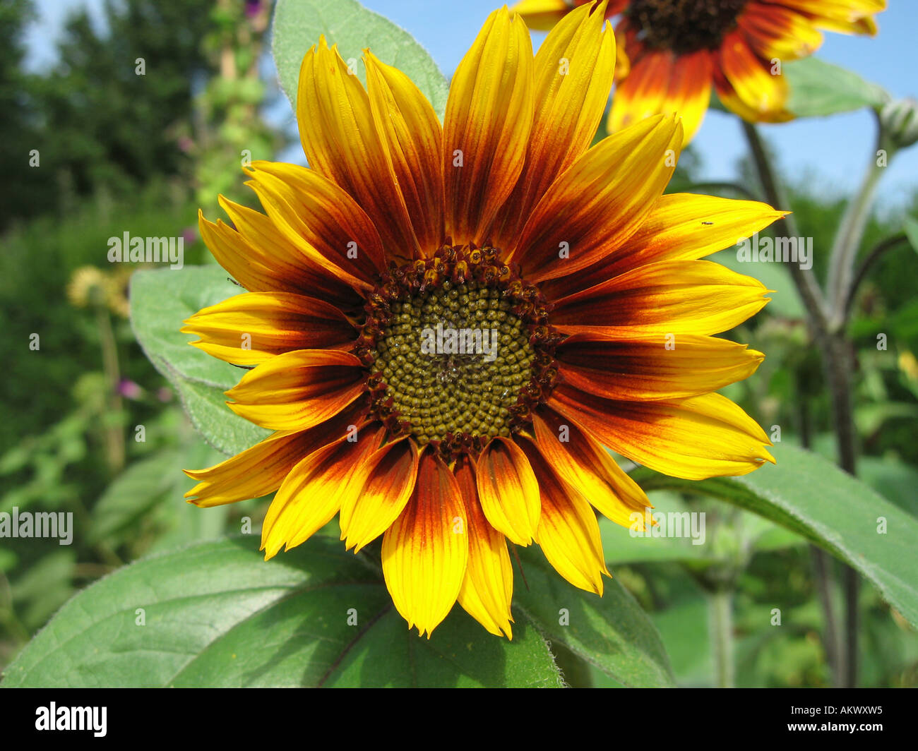 Yellow sunflower tall sunflower inflorescence hi-res stock photography ...