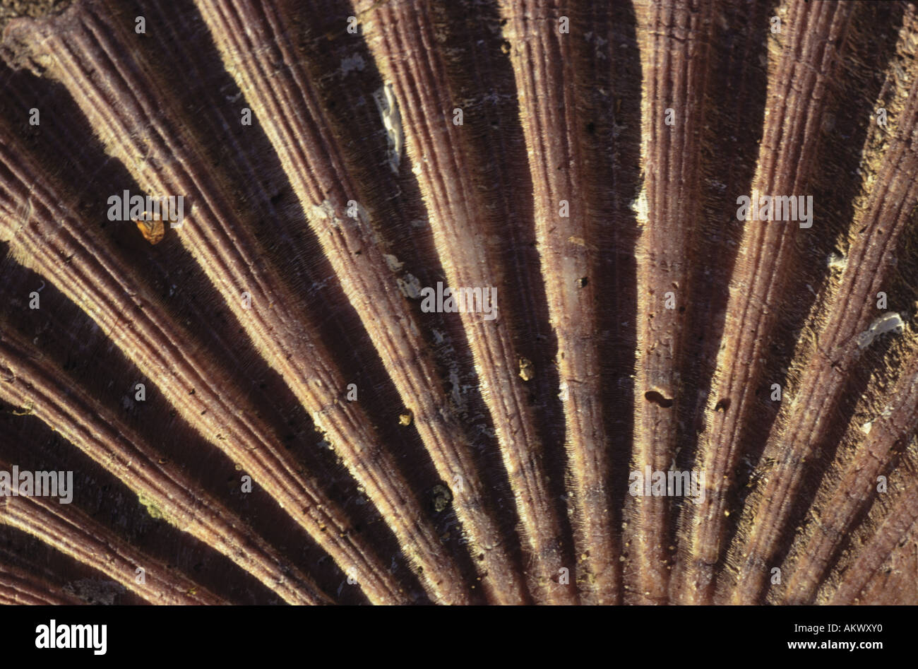 Scallop Shell fan Stock Photo - Alamy