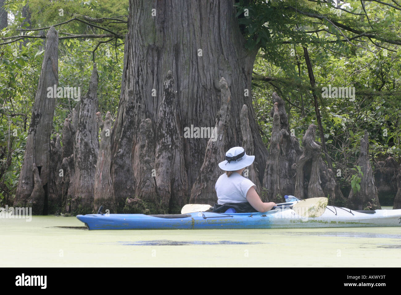 Kayak cache river Illinois bald cypress swamp Stock Photo - Alamy