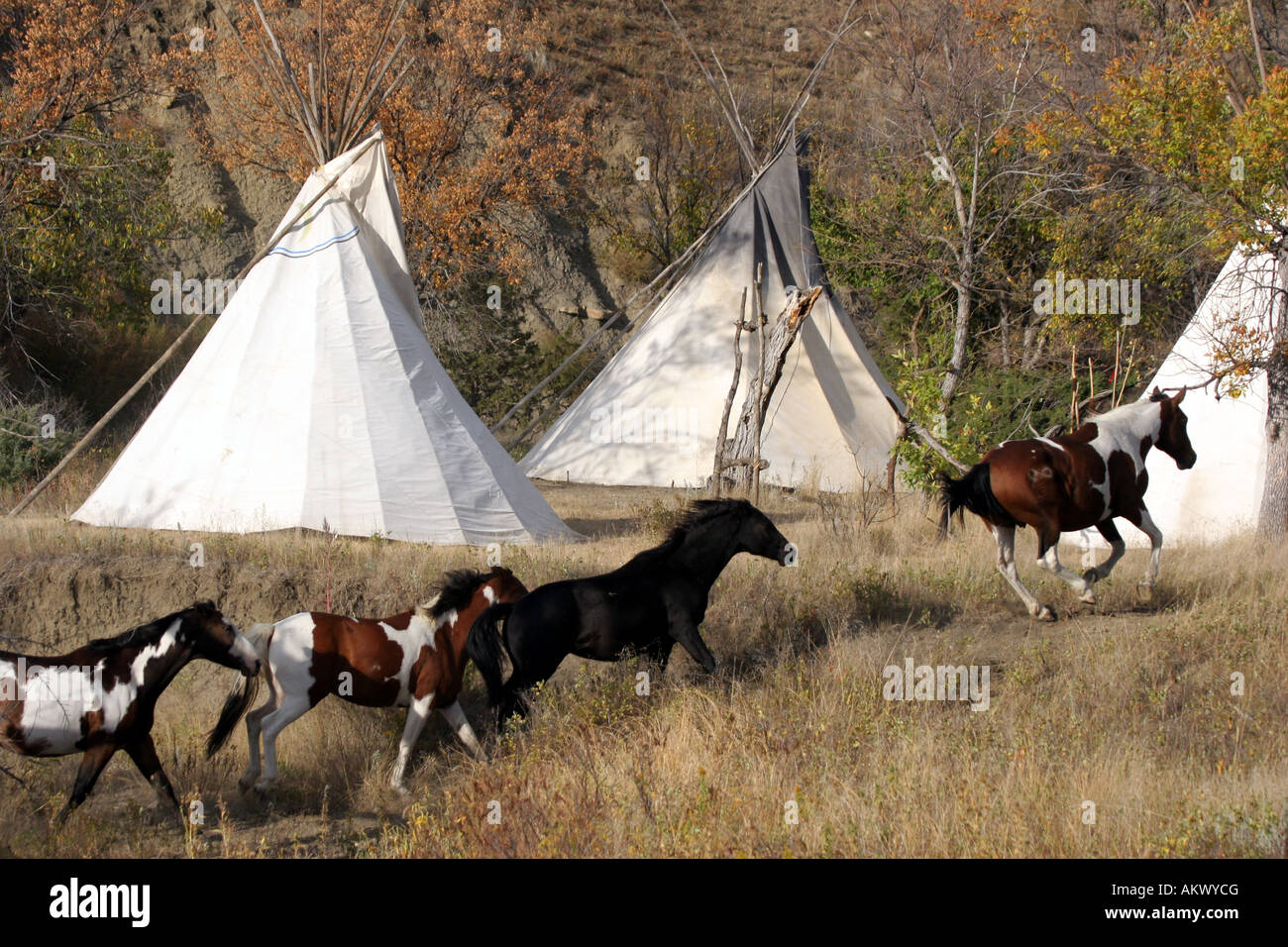 Horses running through a Native American Indian tipi village in South ...