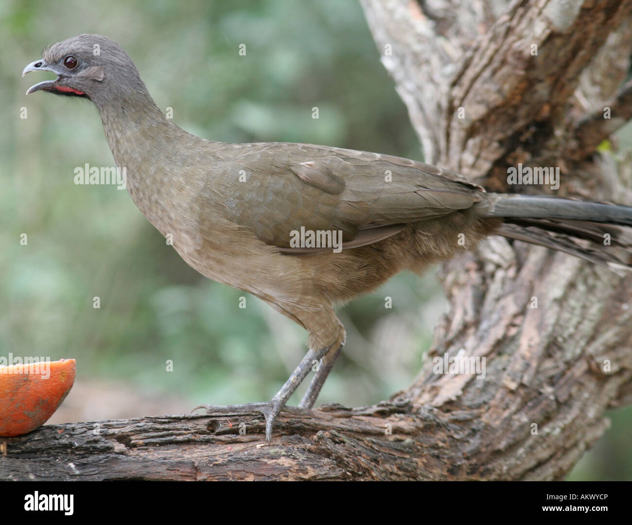 plain chachalaca texas santa ana national wildlife refuge bird orange ...