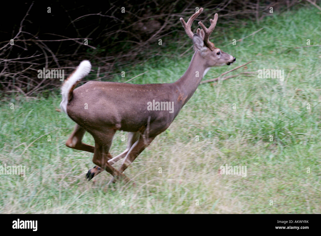 white tailed deer buck warning signal tail flash flashing velvet ohio ...
