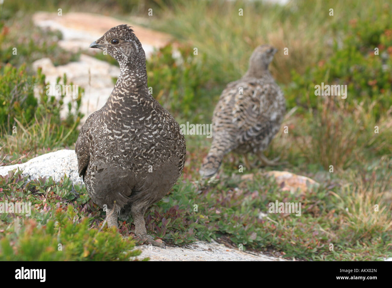 Blue grouse hi-res stock photography and images - Alamy