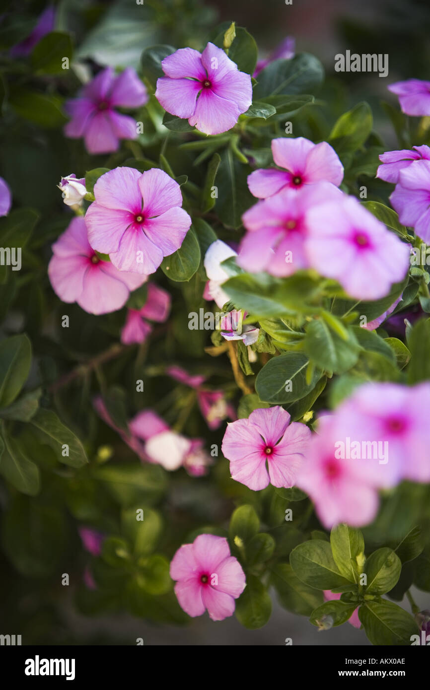 Purple Flowers In Regular Garden High Resolution Stock Photography and ...