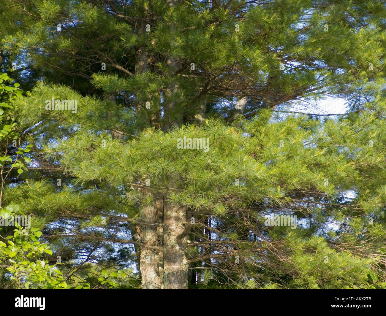 Pine trees in sunlight Stock Photo - Alamy