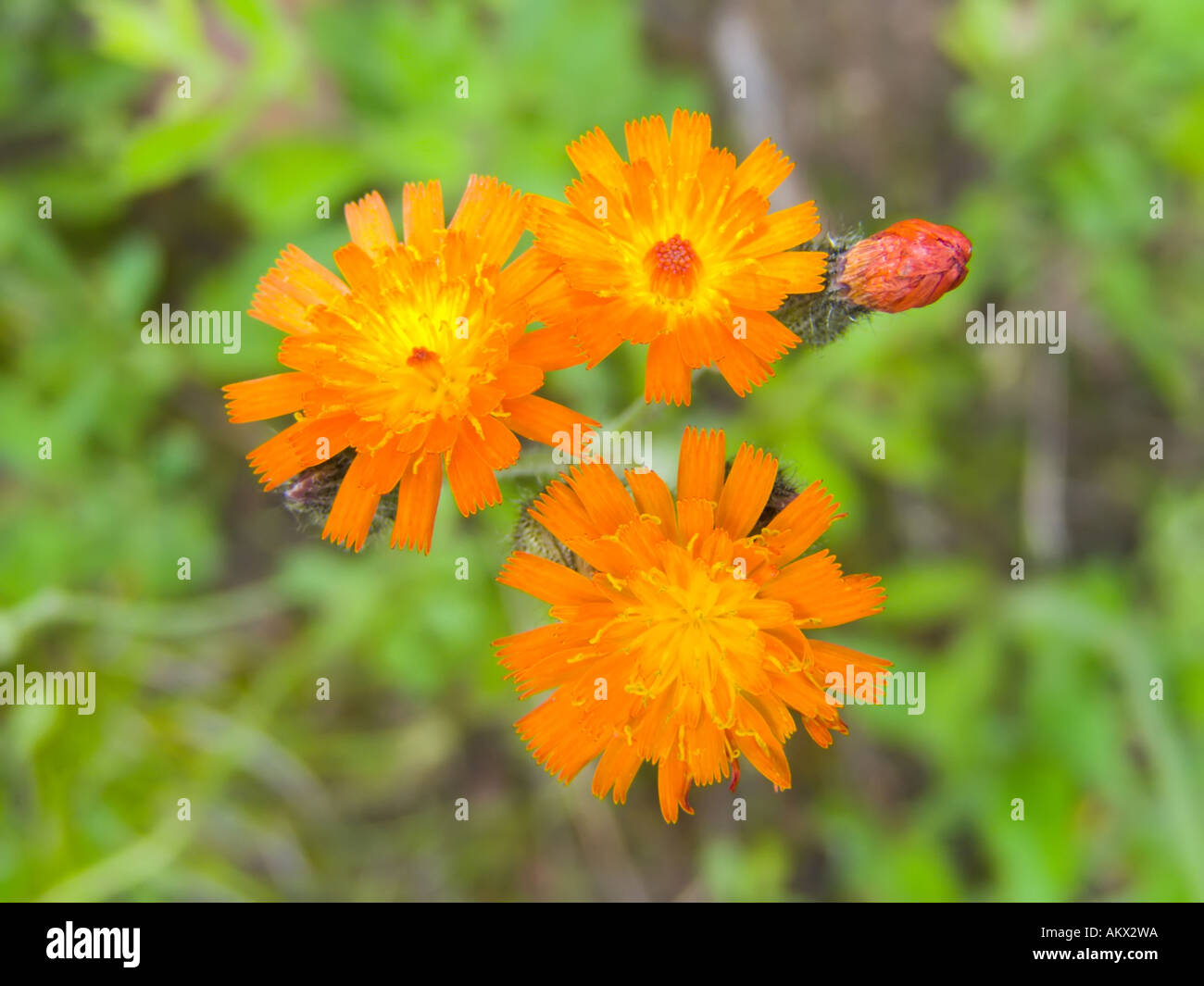Devil's paintbrush wildflower blossoms, Hieracium aurantiacum Stock ...