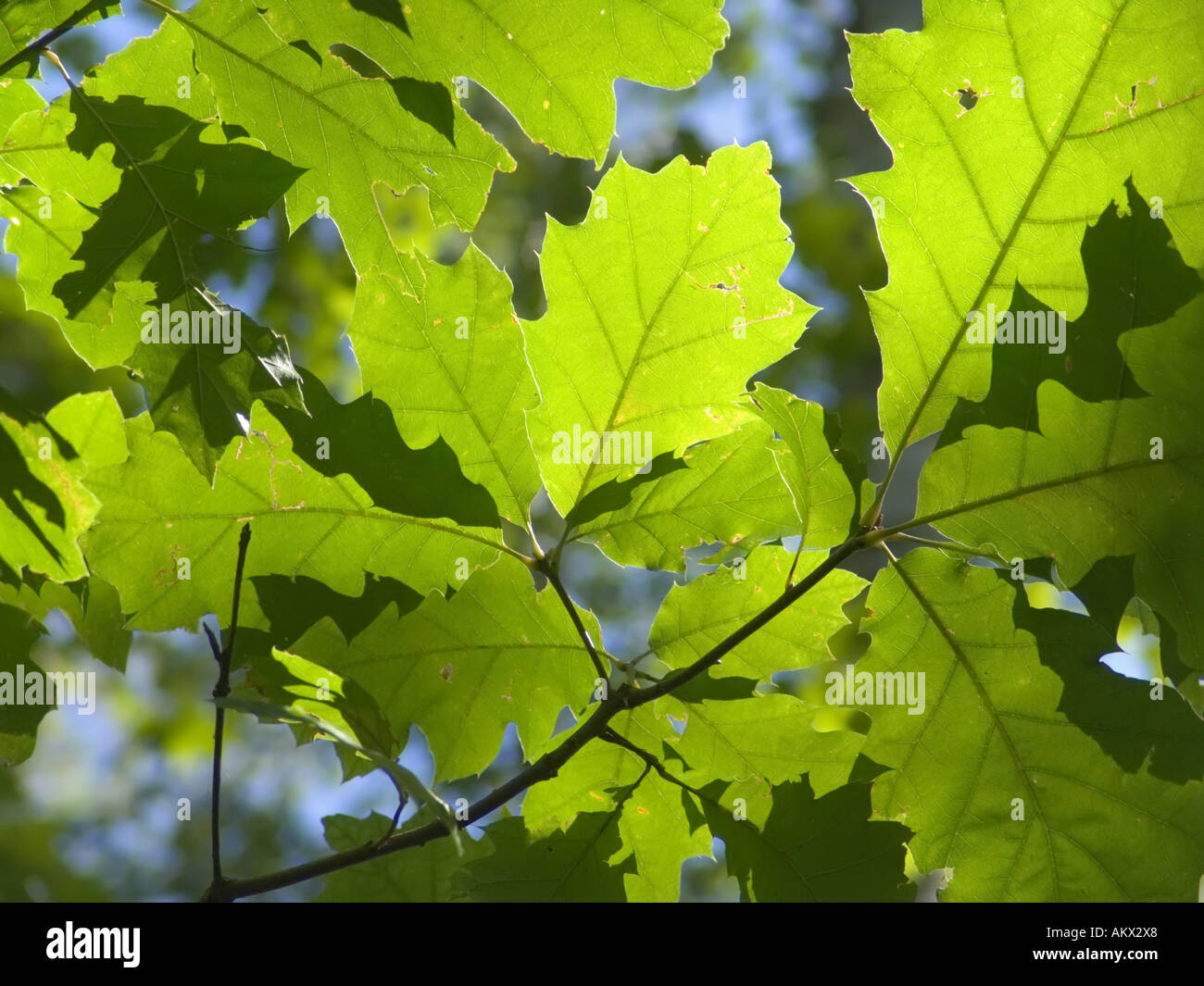 Northern Red Oak, Quercus rubra. Red oak tree branch with sunlit green ...