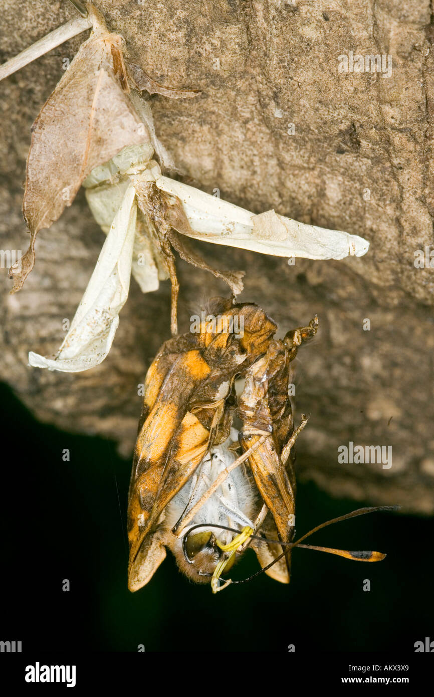 Lesser Purple Emperor (Apatura ilia) (Nymphalidae Apaturinae Stock ...