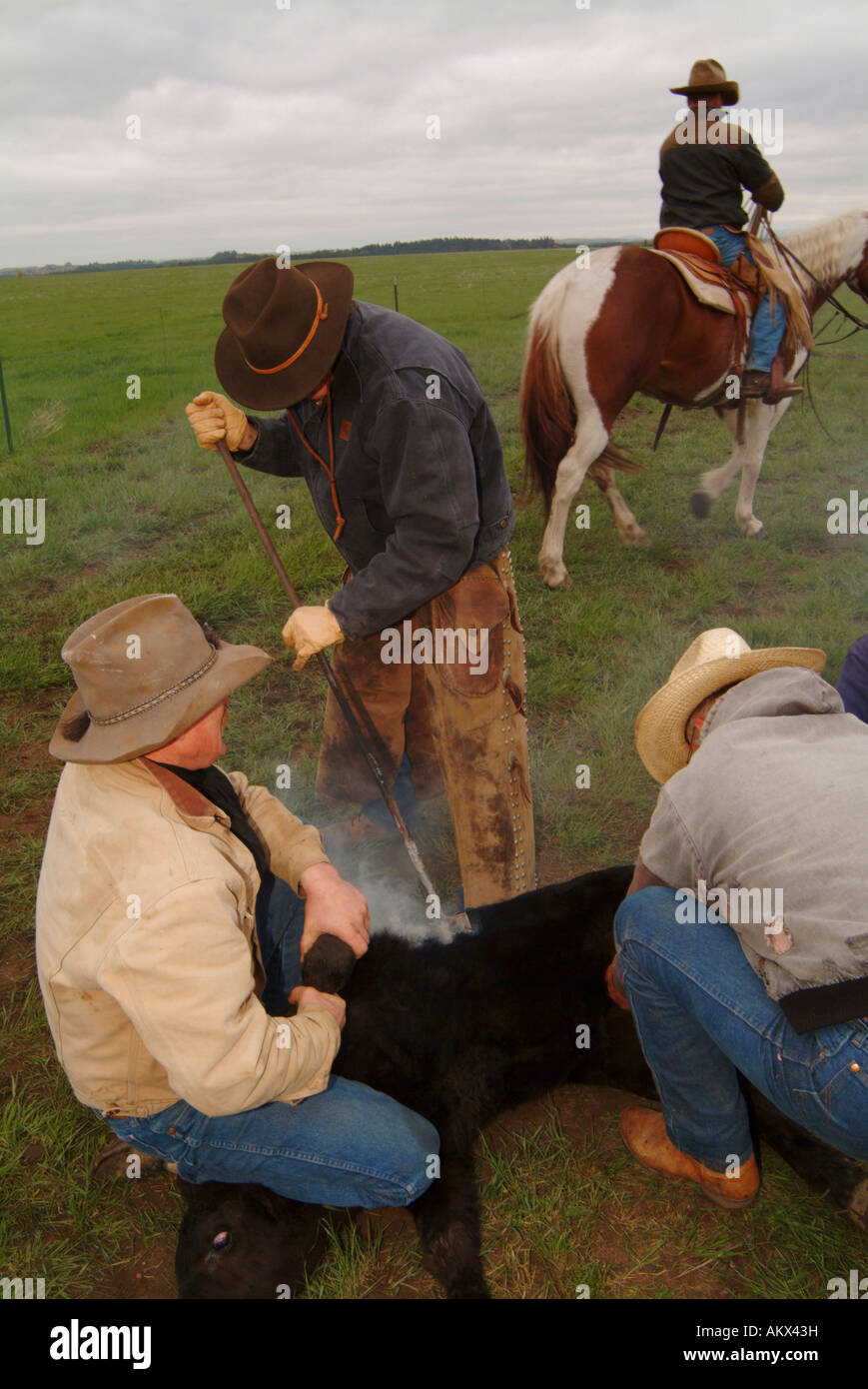 Branding cattle on Logging Camp Ranch North Dakota Stock Photo - Alamy