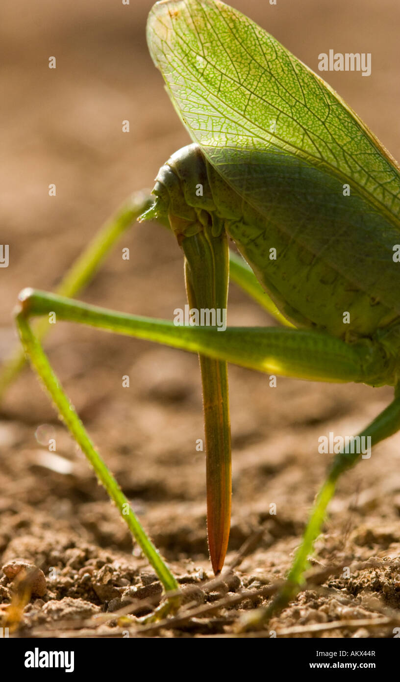 Closeup of Grasshoppers spike Stock Photo - Alamy