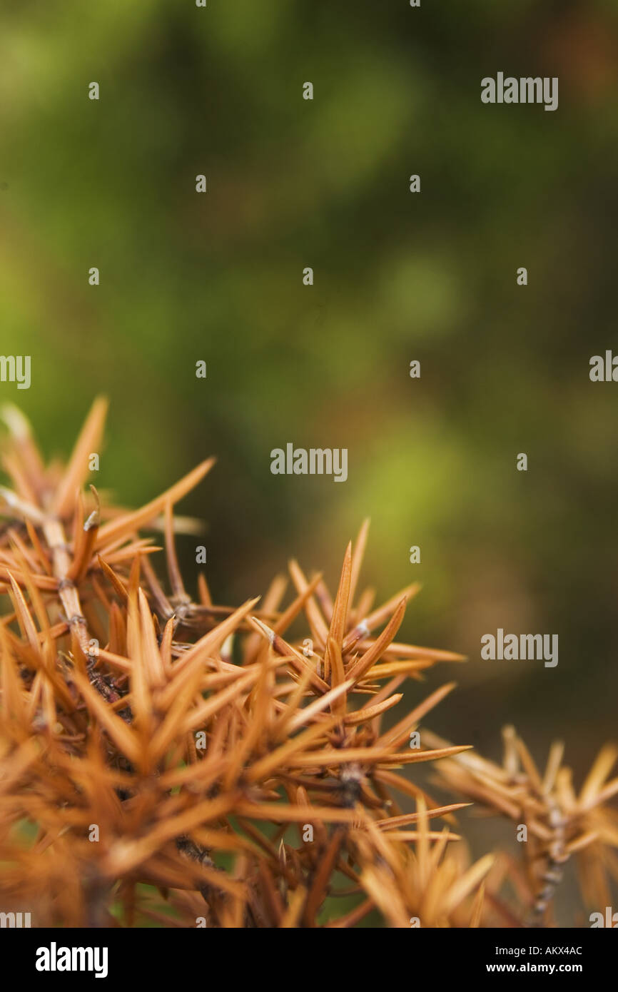 Fern hunt hi-res stock photography and images - Alamy