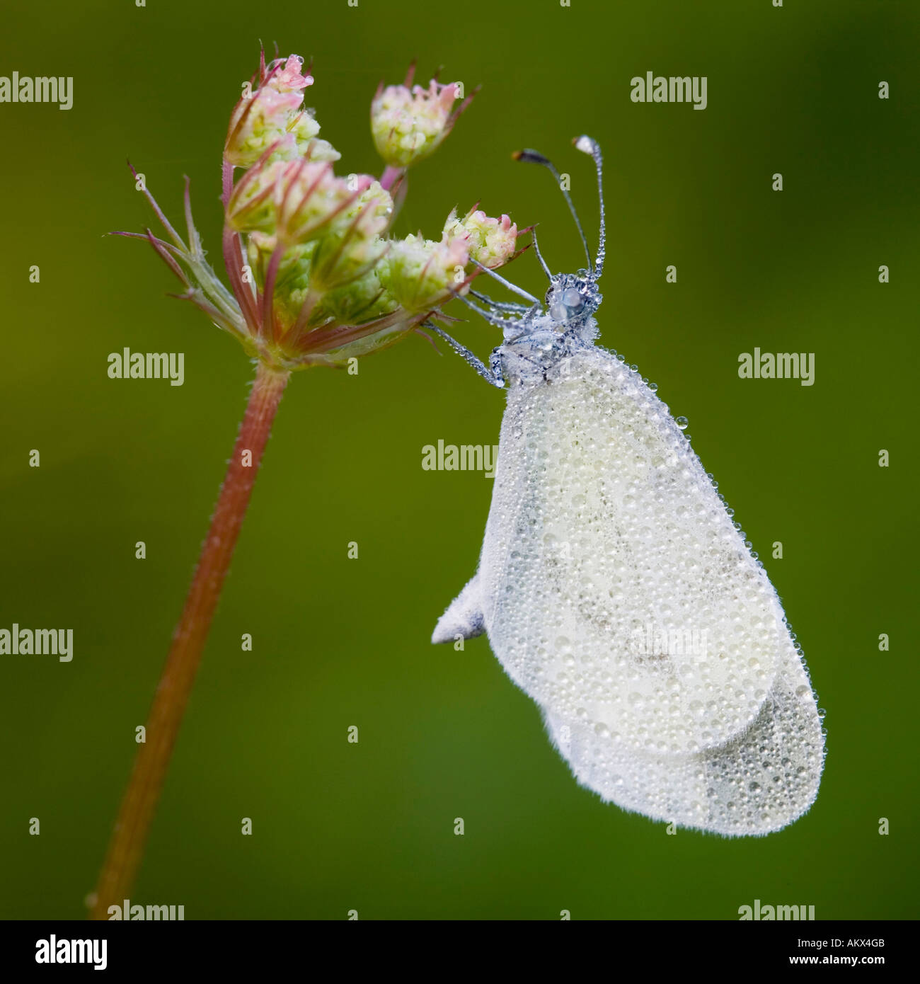 Wood White (Leptidea sinapis Stock Photo - Alamy