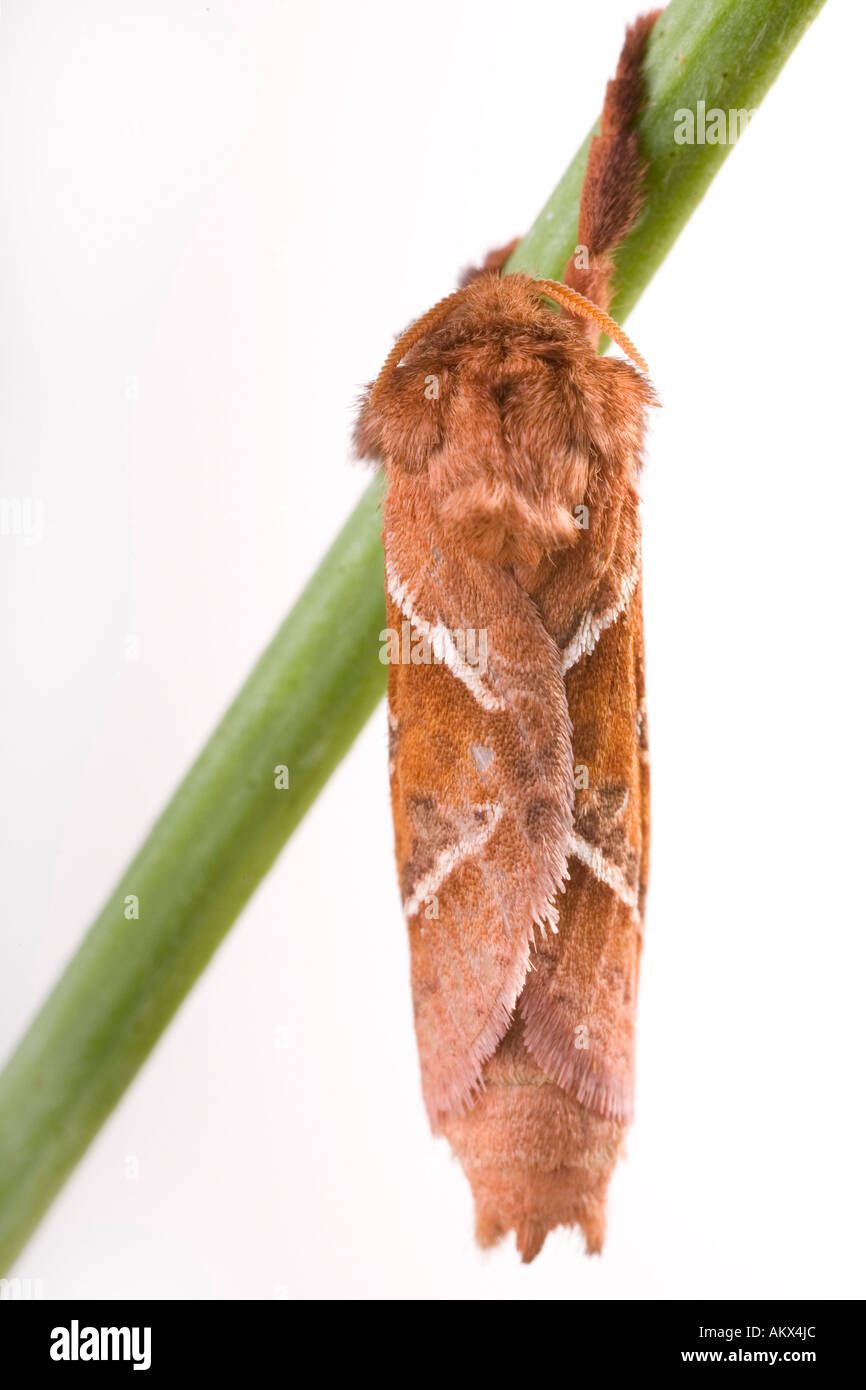 Orange Swift (Triodia sylvina Stock Photo - Alamy Orange Swift (Triodia sylvina Stock Photo - Alamy