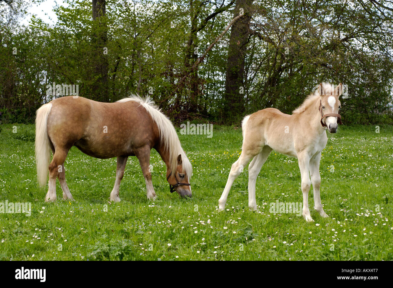 Haflinger mare with eleven-day-old foal out at feed Stock Photo - Alamy