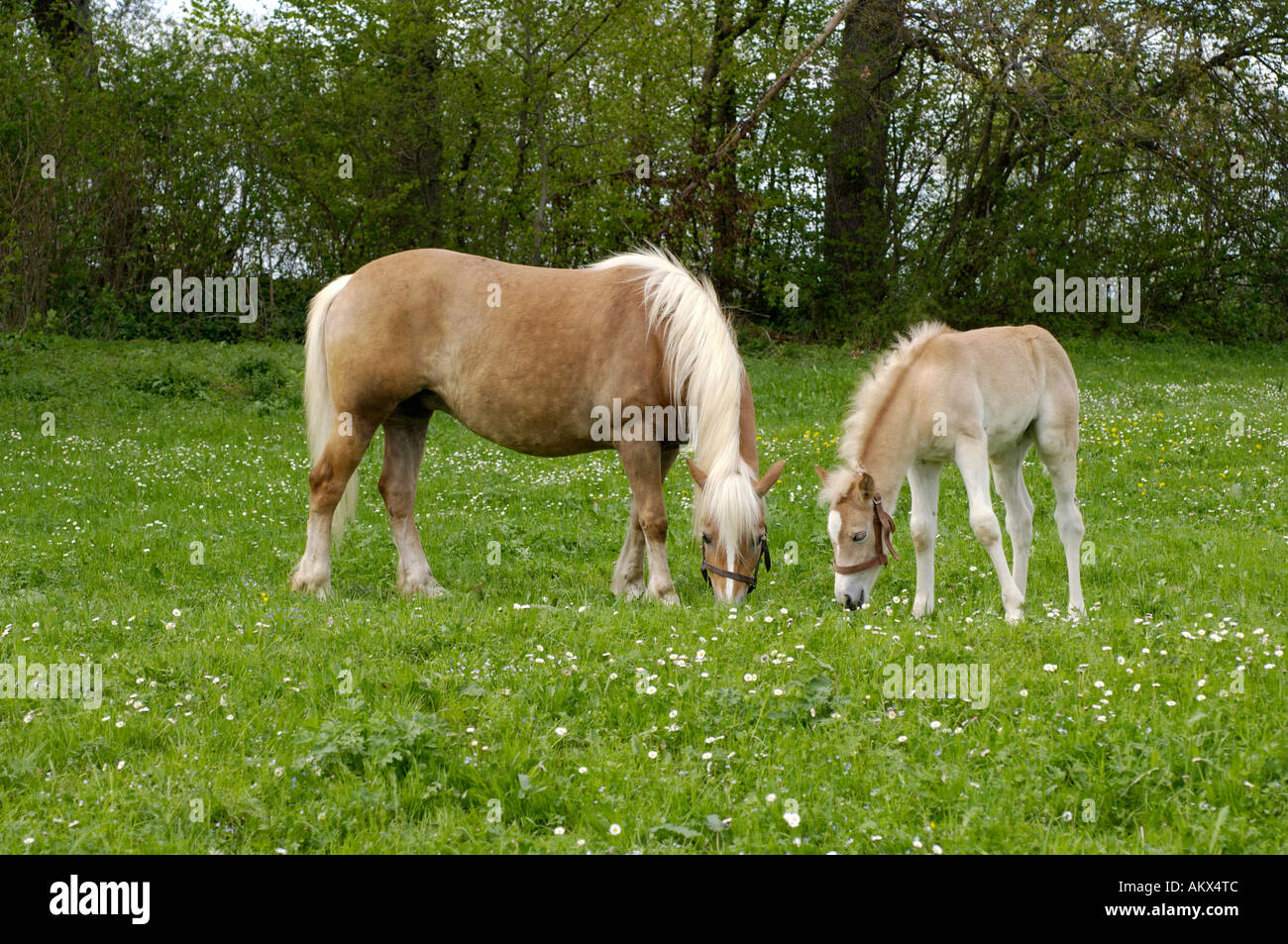 Haflinger mare with eleven-day-old foal out at feed Stock Photo - Alamy