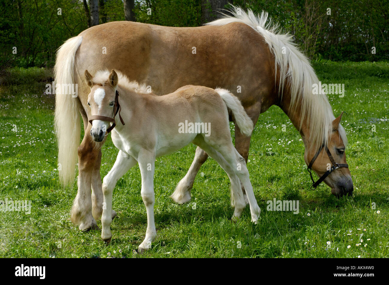 Haflinger mare with eleven-day-old foal out at feed Stock Photo - Alamy