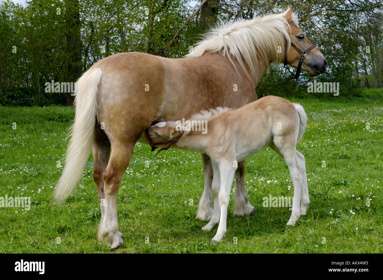 Haflinger mare with eleven-day-old foal out at feed, foal is suggling ...