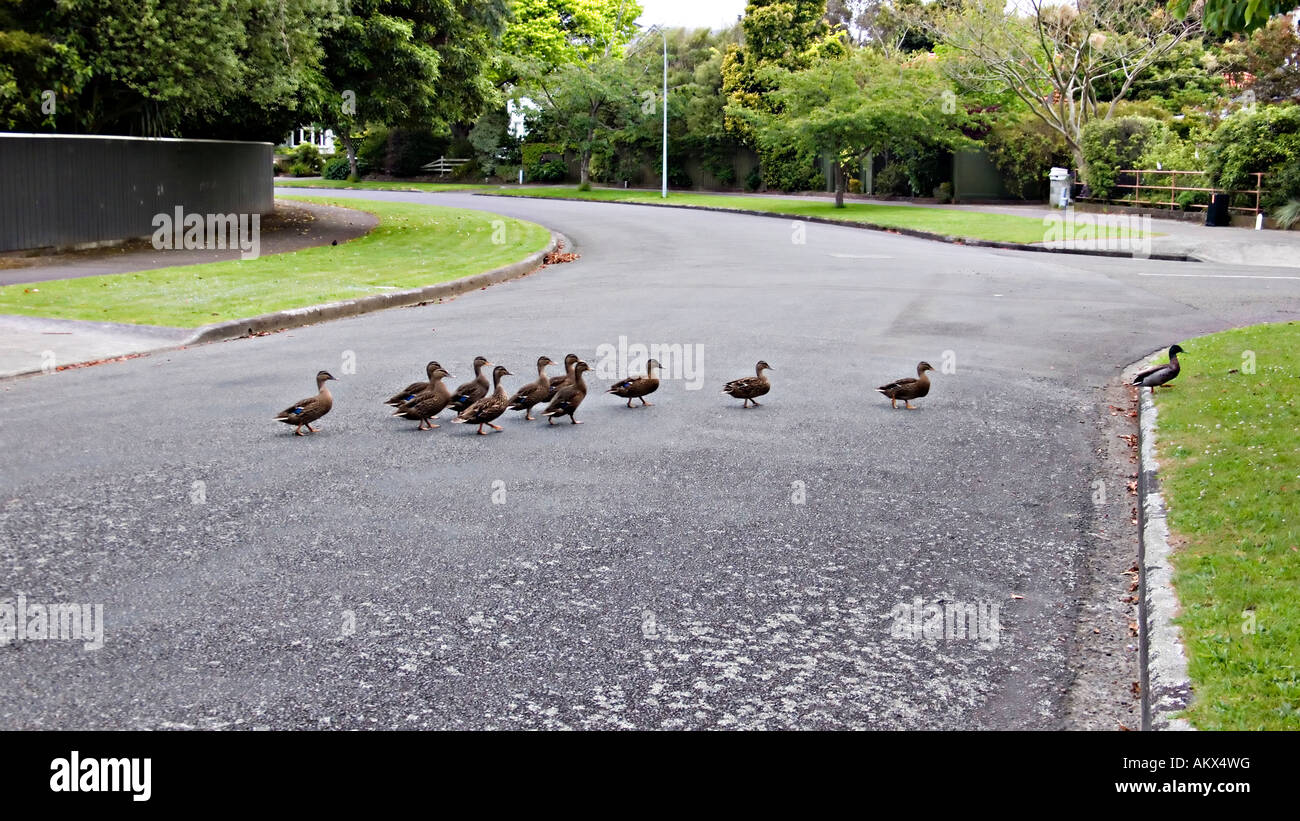 Mallard cross duck hi-res stock photography and images - Alamy