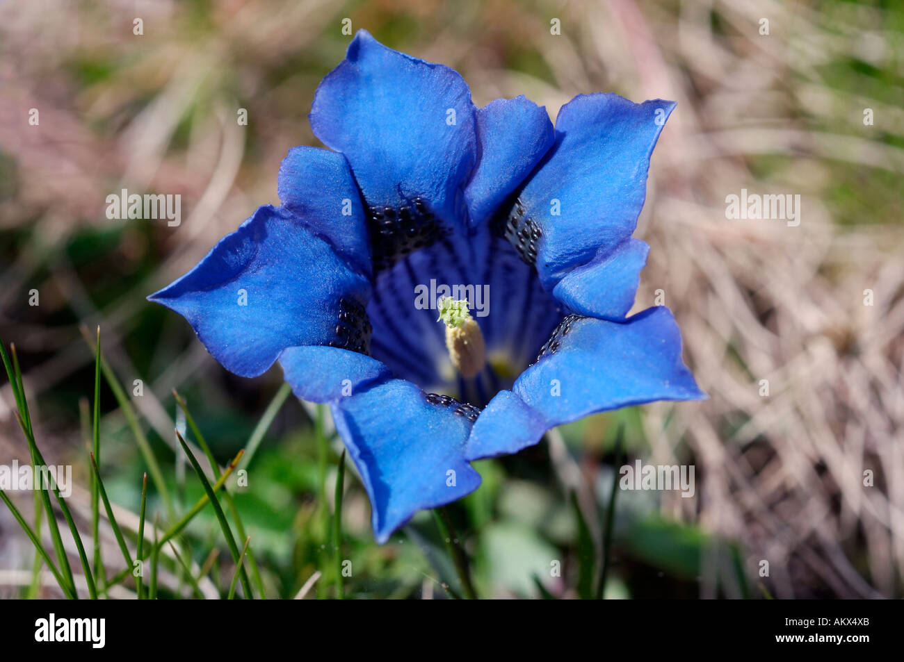 Blue stemless Gentian (Gentiana acaulis), Alpes Stock Photo - Alamy