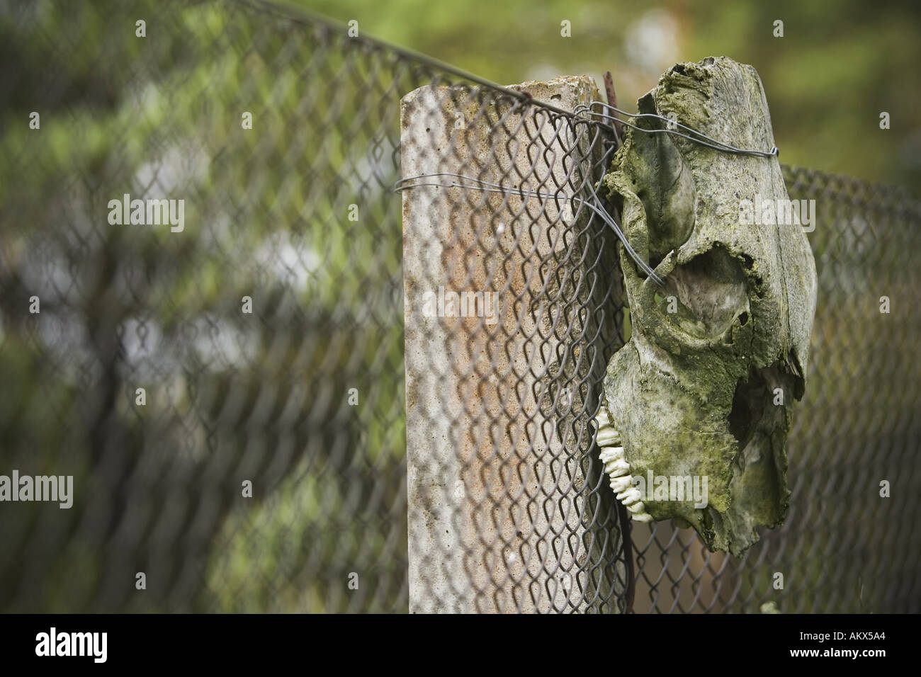 Skunk teeth hi-res stock photography and images - Alamy