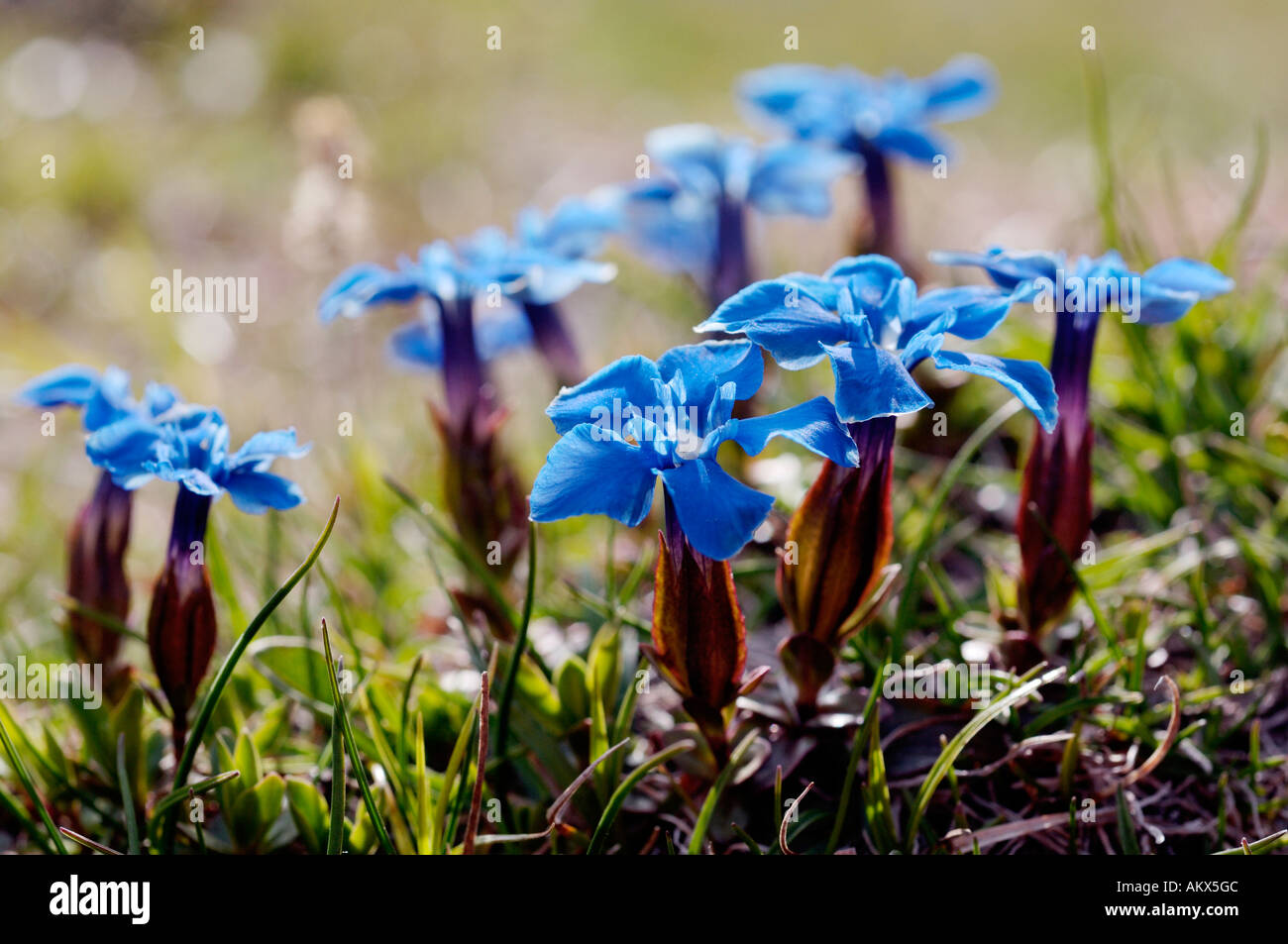 Blue Spring Gentian (Gentiana verna Stock Photo - Alamy