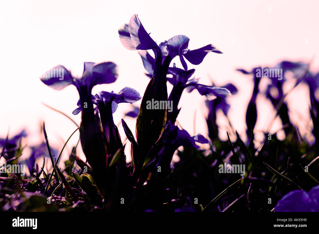 Blue Spring Gentian (Gentiana verna Stock Photo - Alamy