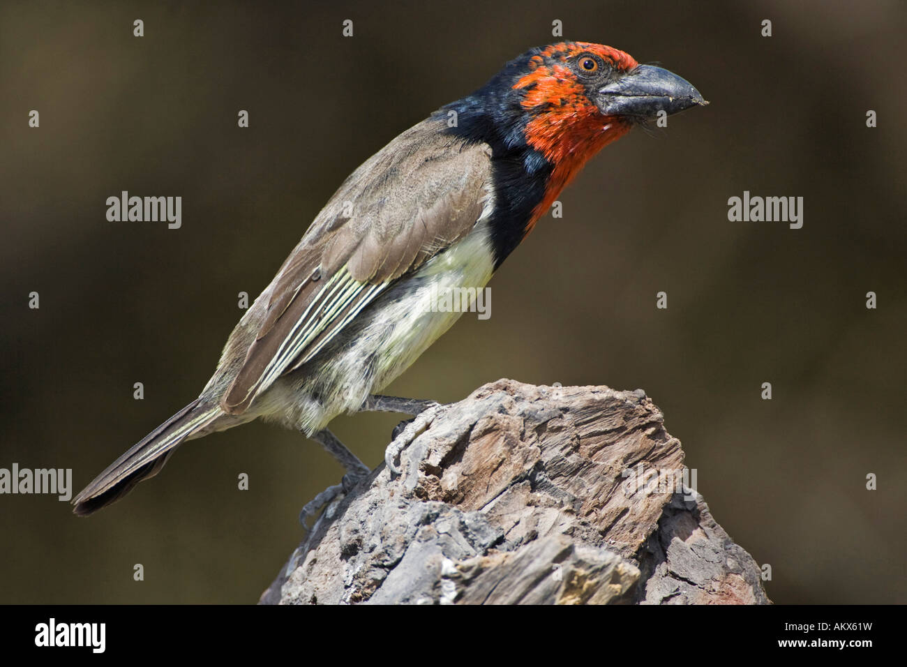 Black-collared Barbet, close-up Stock Photo - Alamy