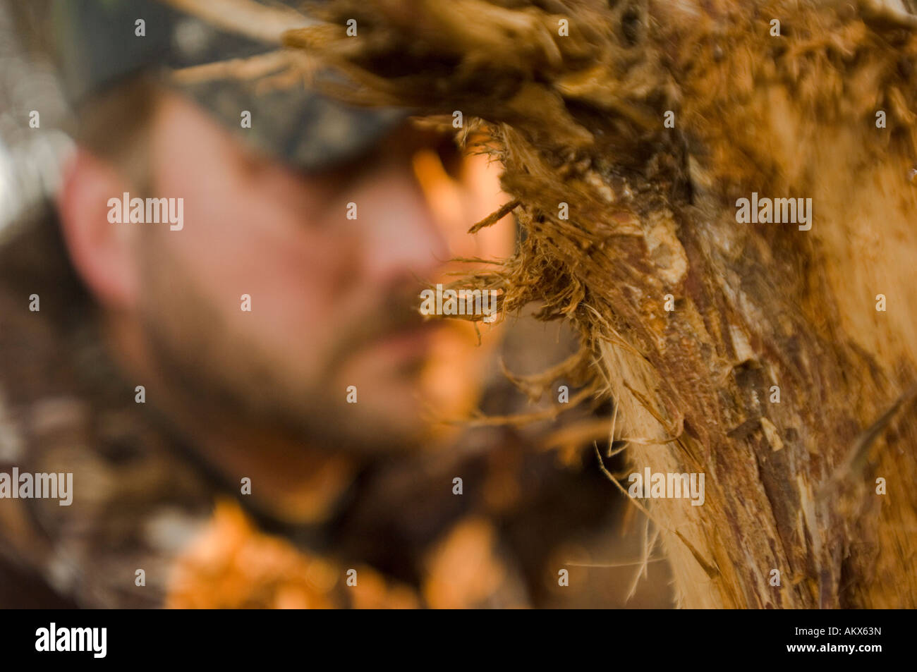 Bow hunter hiding behind tree in Pike County Illinois Stock Photo - Alamy