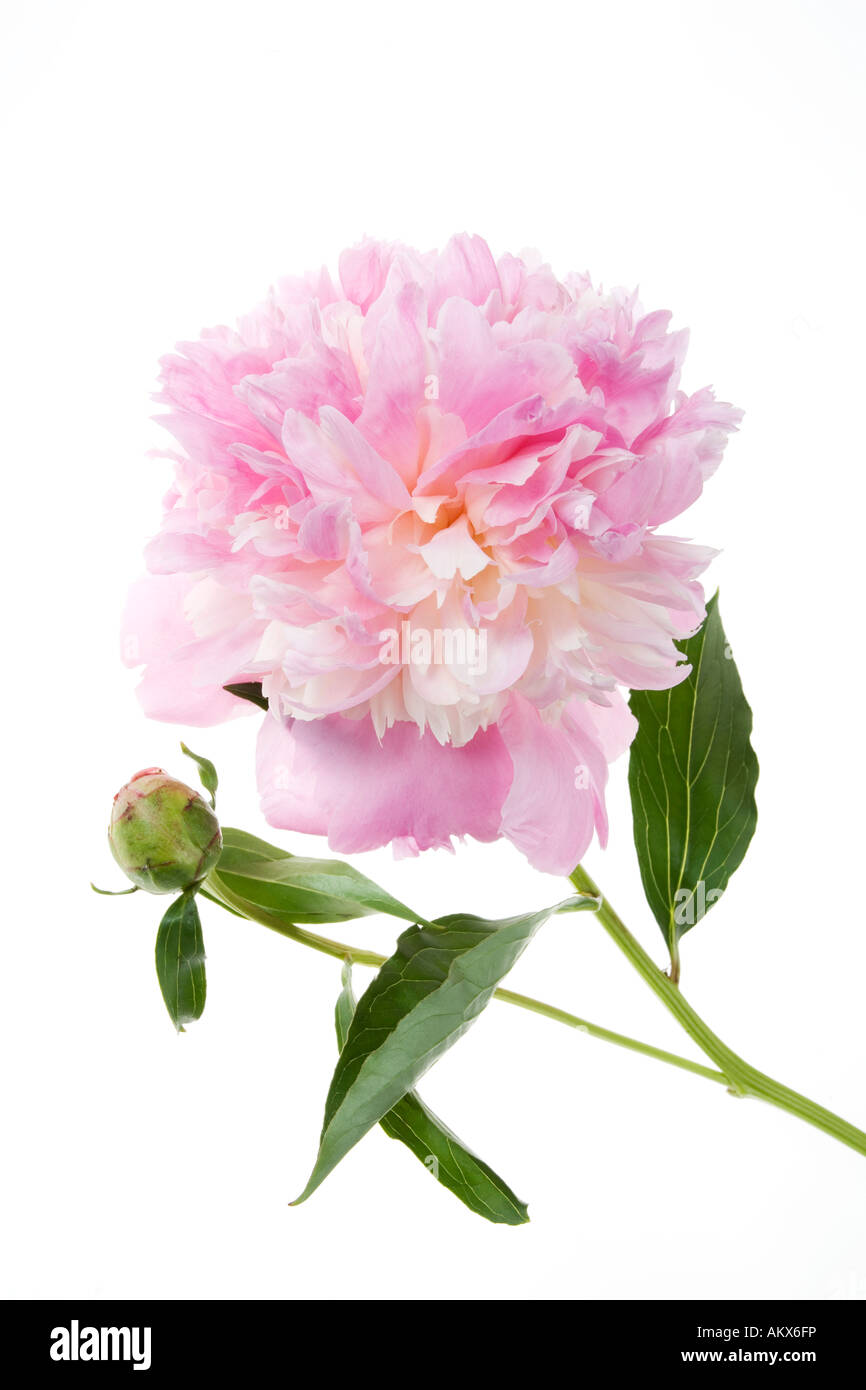 Common peonies Cut Out Stock Images & Pictures - Alamy