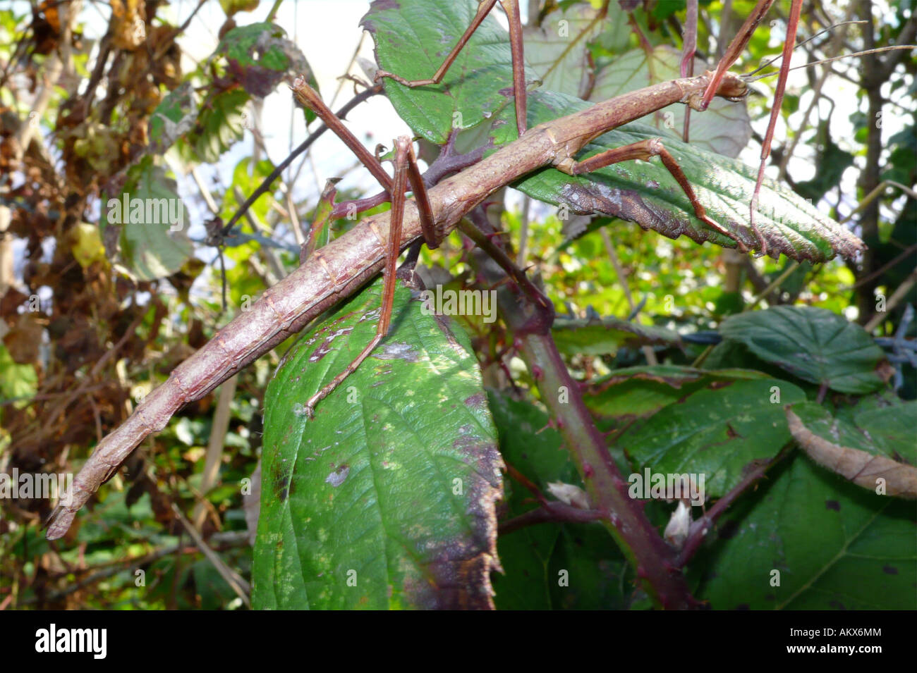 Unarmed stick insect Stock Photo - Alamy