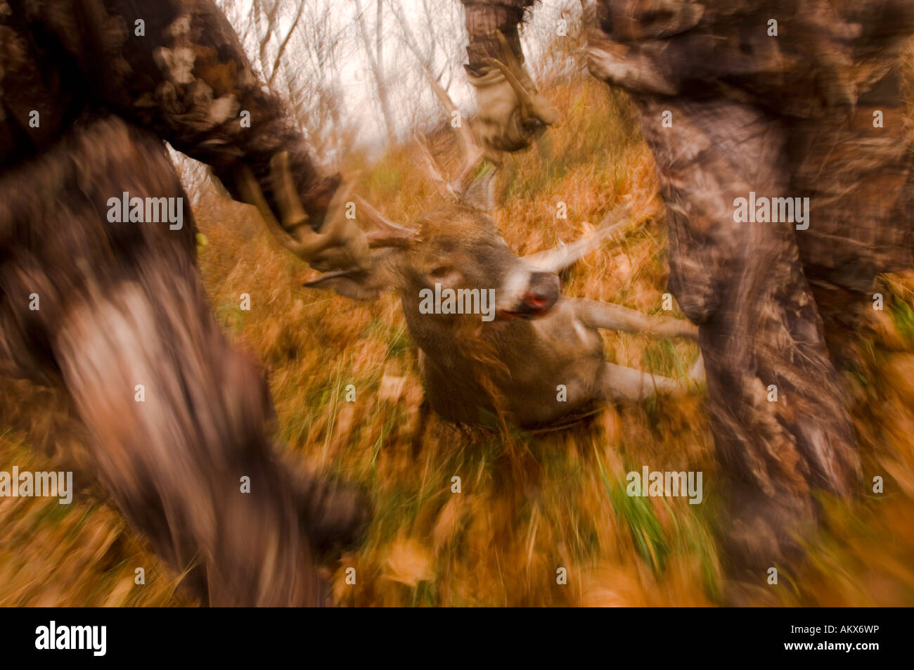 Hunters dragging dead whitetail deer in Pike County Illinois Stock ...