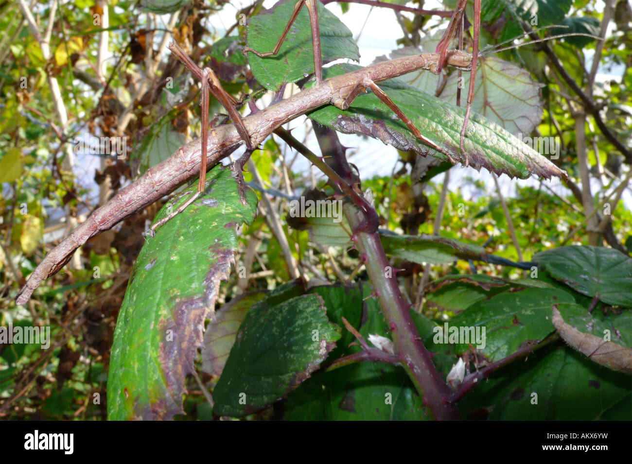 Unarmed stick insect Stock Photo - Alamy