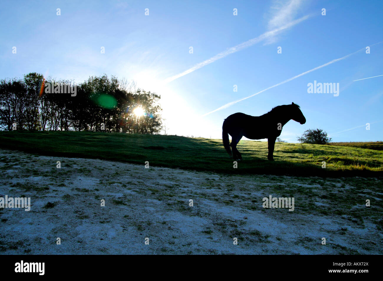 Chalk horse hi-res stock photography and images - Alamy