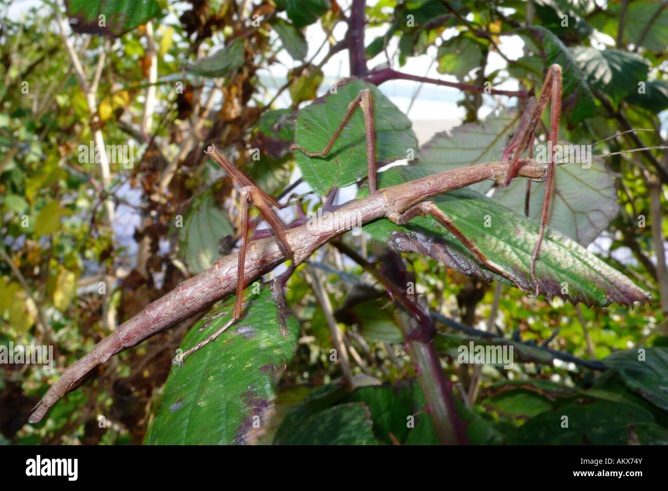 Acanthoxyla inermis new zealand hi-res stock photography and images - Alamy