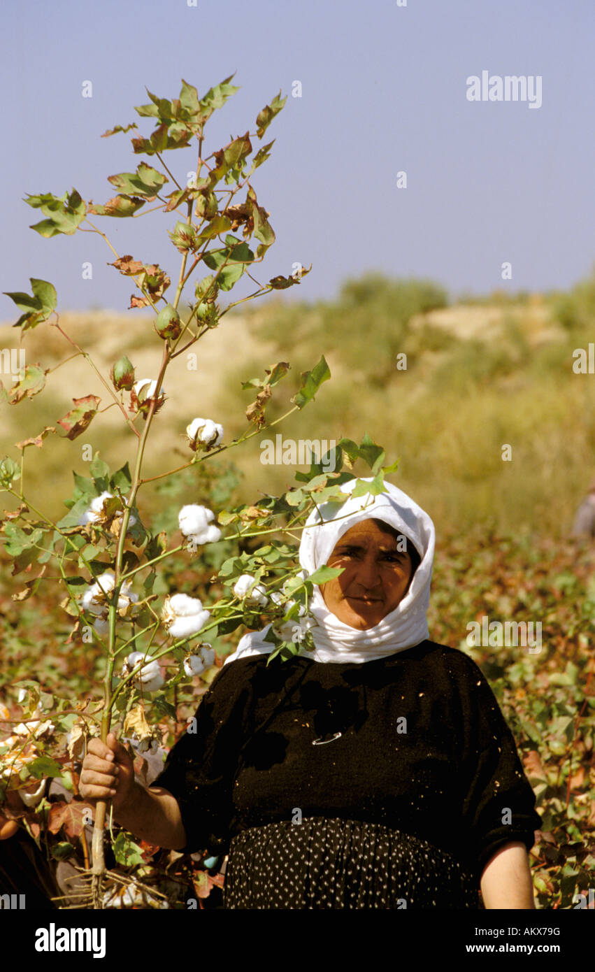 Asia, Middle East, Turkey. Kurdish cotton pickers Stock Photo - Alamy