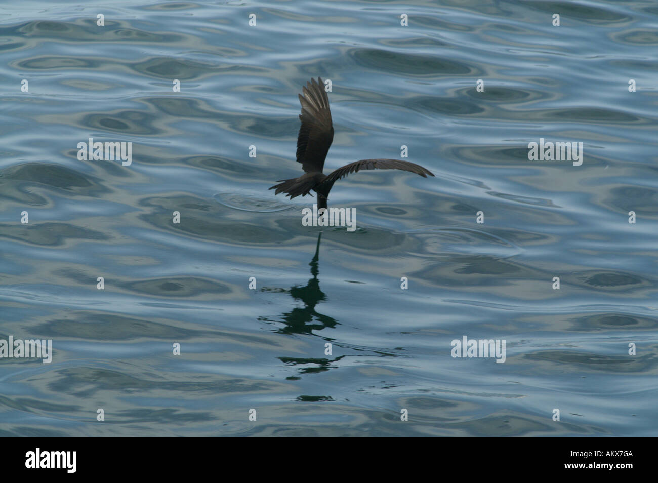 Common Noddy, Anous stolidus galapagensis fishing in harbour, San ...