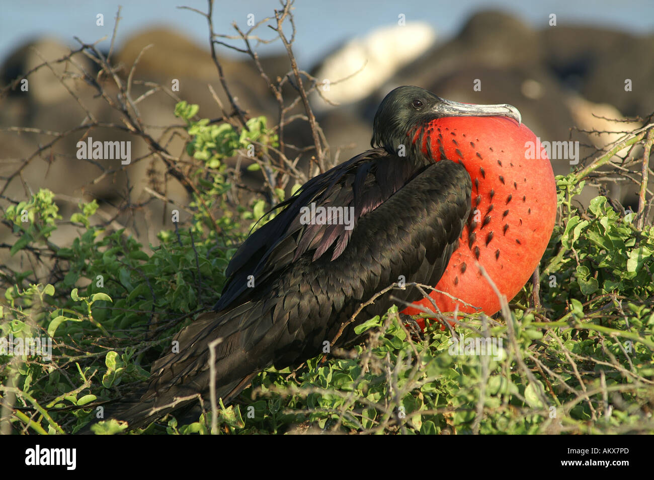 Magnificent Frigatebird, Fregata magnificens magnificens with inflated ...