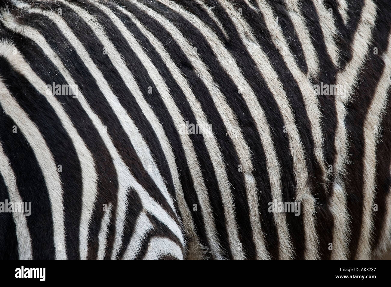 Animal mammal fur zebra hi-res stock photography and images - Alamy