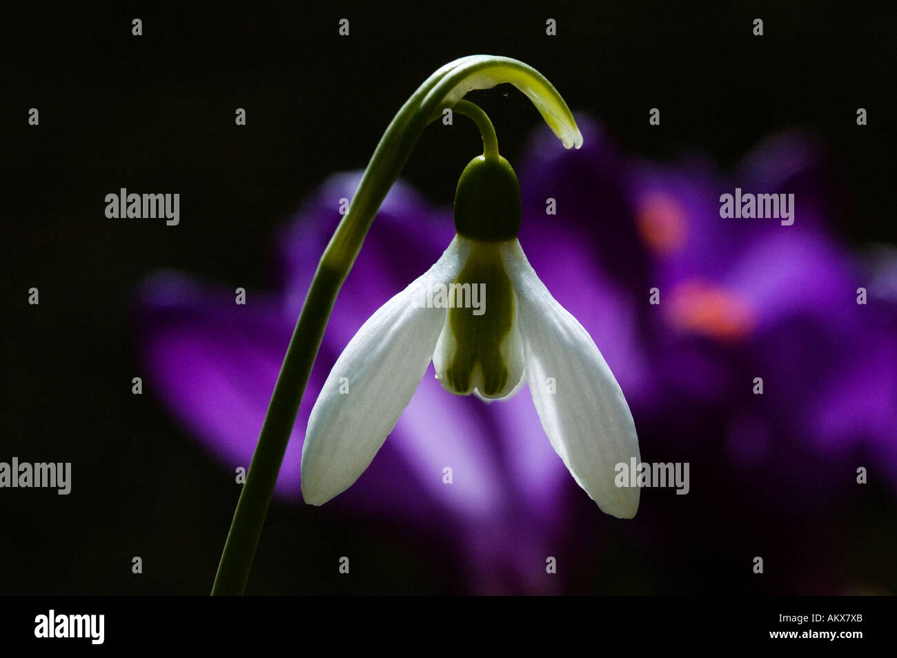 Landscape format snowdrop flower hi-res stock photography and images ...